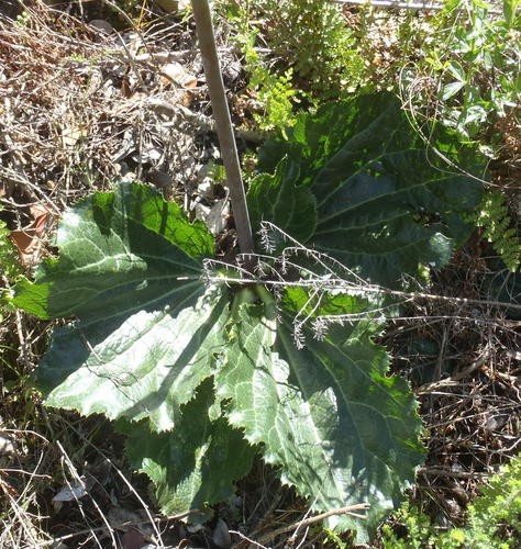 Broadleaf kalmoes Care (Watering, Fertilize, Pruning, Propagation ...