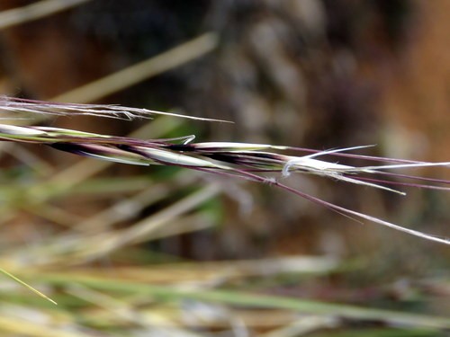 Bushman grasses Care (Watering, Fertilize, Pruning, Propagation ...