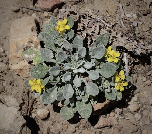 San bernardino mountains bladderpod (Physaria kingii) Flower, Leaf ...