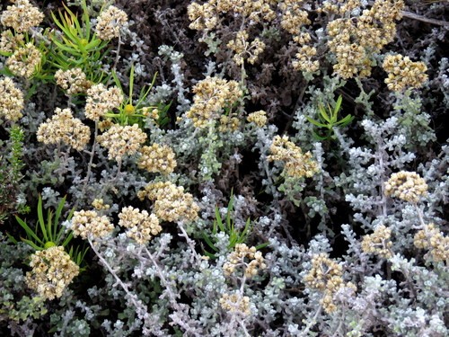 Helichrysum patulum - PictureThis