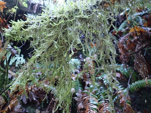 Neckera douglasii - PictureThis