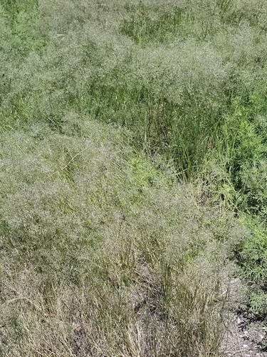 Lehmann's lovegrass (Eragrostis lehmanniana) Flower, Leaf, Care, Uses ...