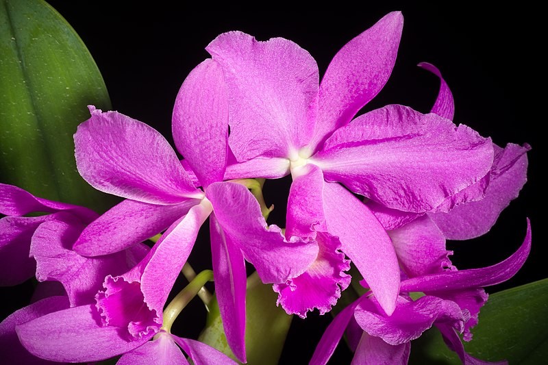 Guaria Morada (Guarianthe skinneri) - PictureThis