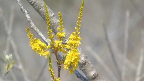 Conzattia sericea - PictureThis