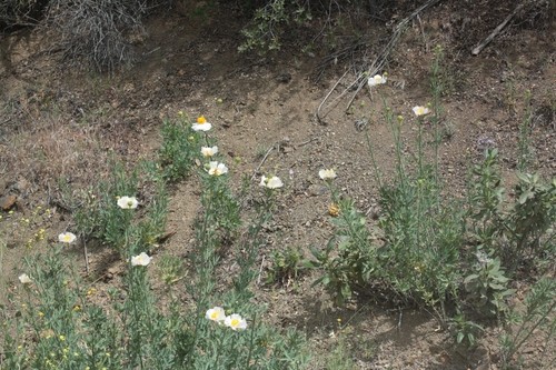 Romneya trichocalyx - PictureThis