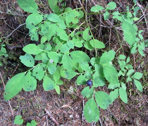 Cascade bilberry (Vaccinium deliciosum) Flower, Leaf, Care, Uses ...