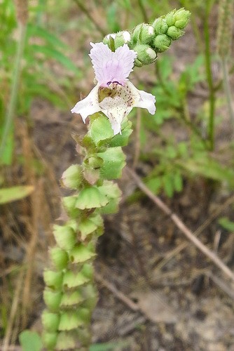 Brazos-mint (Brazoria) Flower, Leaf, Care, Uses - PictureThis
