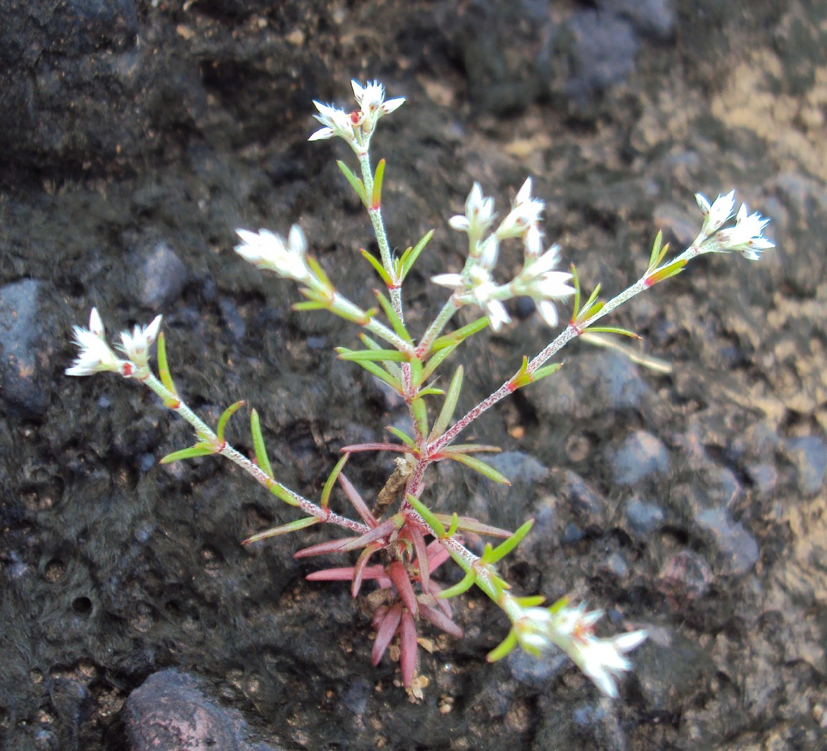 Polycarpaea corymbosa - PictureThis