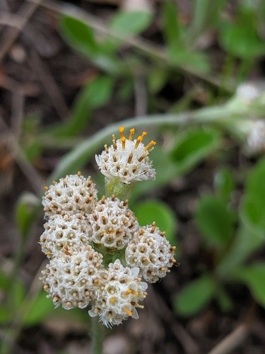 Parlin's pussytoes (Antennaria parlinii) Flower, Leaf, Care, Uses ...