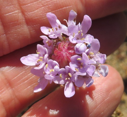 Pseudoselago spuria - PictureThis