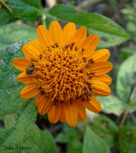 Lasianthaea macrocephala - PictureThis