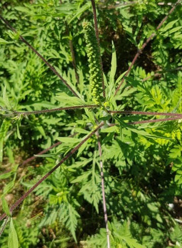 Altamisa (Ambrosia artemisiifolia) - PictureThis