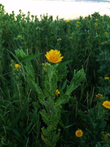 Camphor daisy (Rayjacksonia phyllocephala) Flower, Leaf, Care, Uses ...