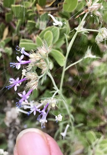 Manyflowered ipomopsis (Ipomopsis multiflora) Flower, Leaf, Care, Uses ...
