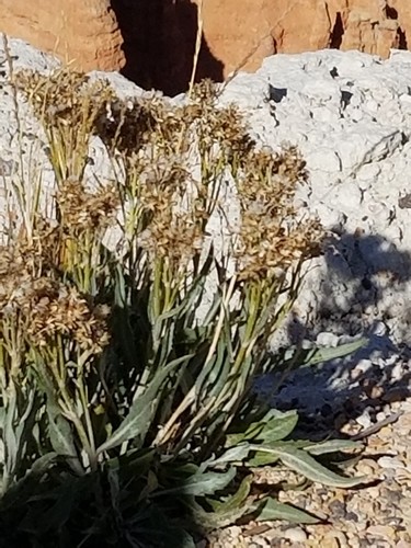 Tall blacktip ragwort (Senecio atratus) Flower, Leaf, Care, Uses ...