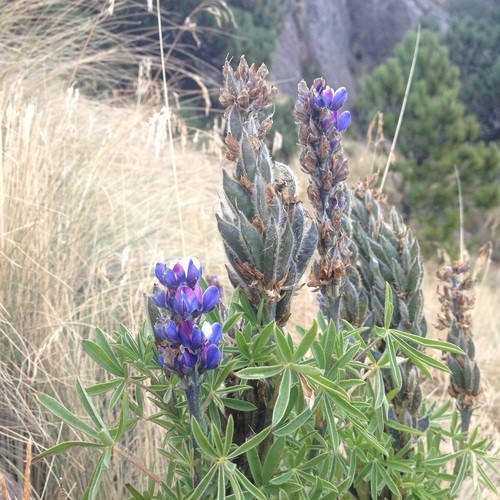 Garbancillo (Lupinus aschenbornii) - PictureThis