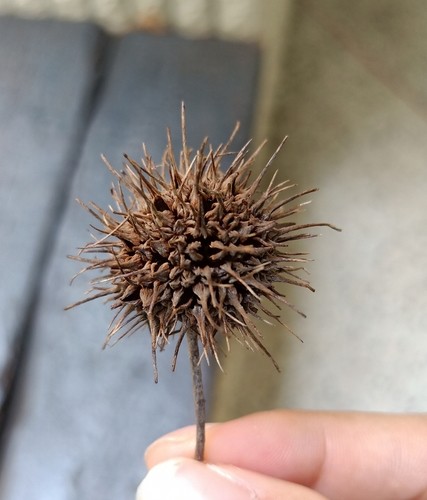 Formosan sweetgum (Liquidambar formosana) Flower, Leaf, Care, Uses ...