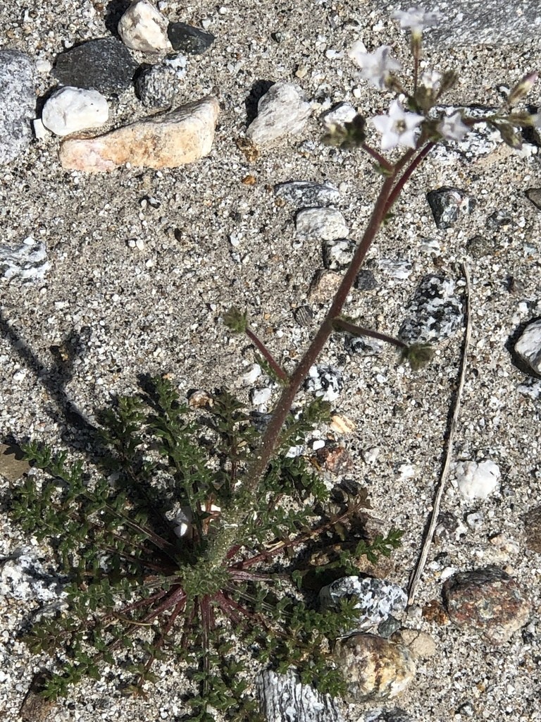 Gilia stellata - PictureThis