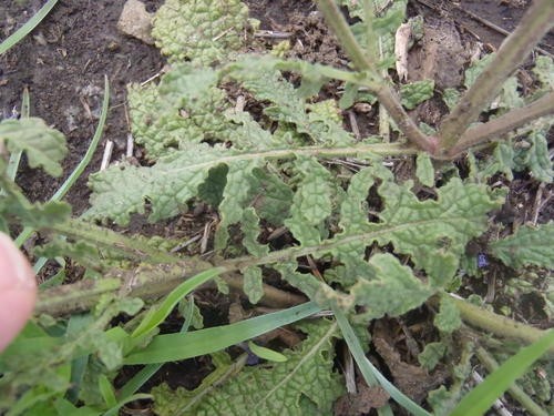 Hard Sage (Salvia runcinata) Flower, Leaf, Care, Uses - PictureThis