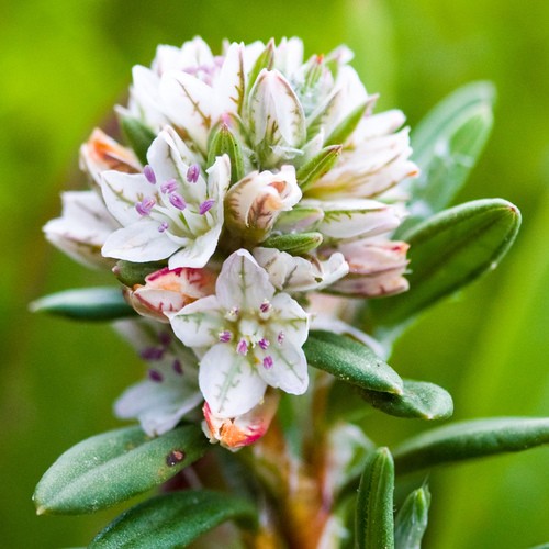 Beach knotweed (Polygonum paronychia) Flower, Leaf, Care, Uses ...