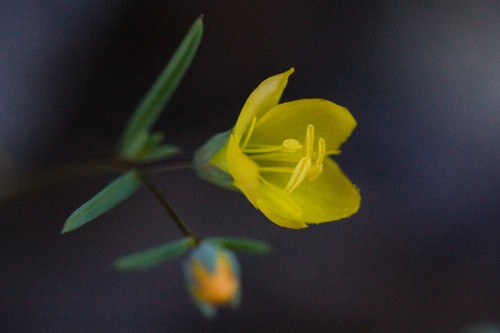 Brewer's dwarf-flax (Hesperolinon breweri) Flower, Leaf, Care, Uses ...