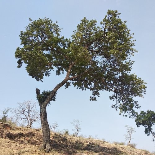 Encino capulincillo (Quercus castanea) - PictureThis