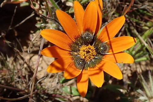 Gorteria diffusa - PictureThis