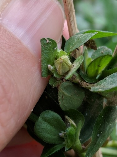 Branched foldwing (Dicliptera brachiata) Flower, Leaf, Care, Uses ...