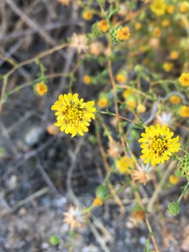 Lessingia Care (Watering, Fertilize, Pruning, Propagation) - PictureThis