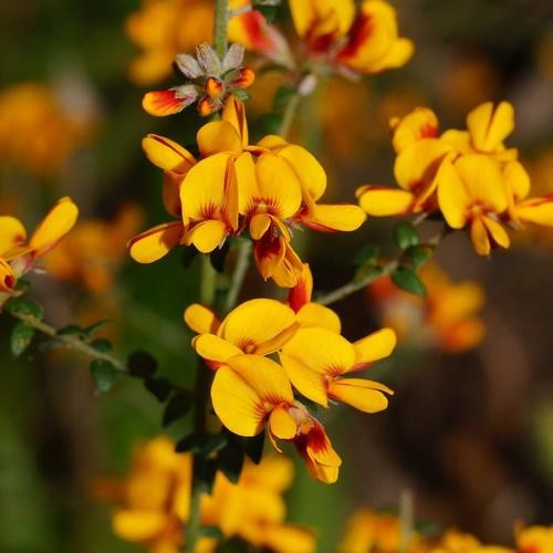 Pultenaea gunnii - PictureThis