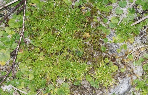 Colobanthus apetalus - PictureThis