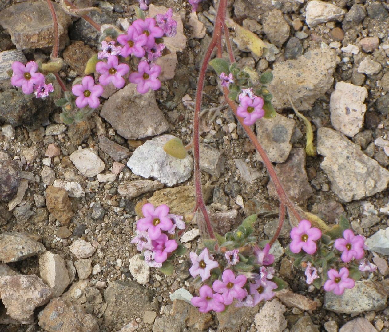 Purple mat Care (Watering, Fertilize, Pruning, Propagation) - PictureThis