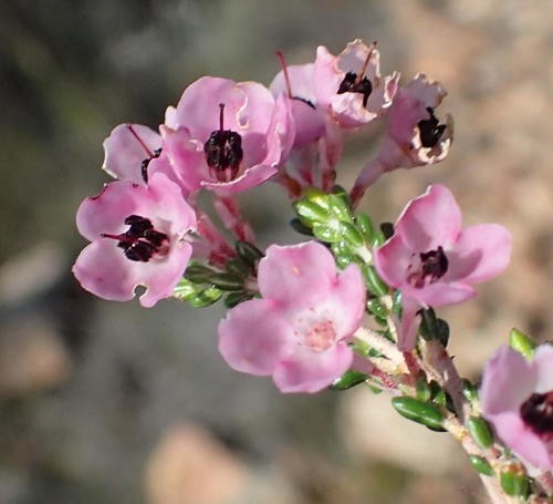Erica melanthera - PictureThis
