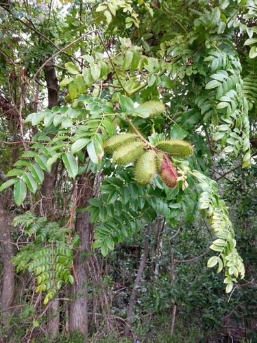 Bonduc (Caesalpinia bonduc) - PictureThis