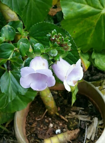 Boea Flower, Leaf, Care, Uses - PictureThis