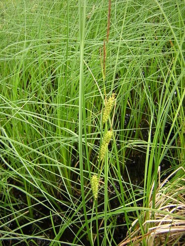 Carex rostrata - PictureThis
