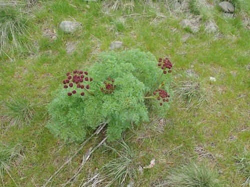 Lomatium dissectum - PictureThis
