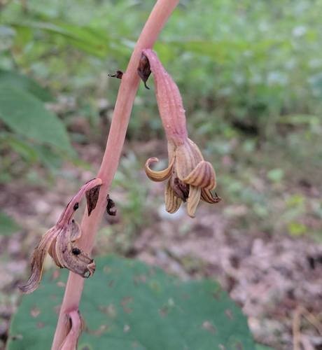 Raíz-de-coral crestada (Hexalectris spicata) - PictureThis