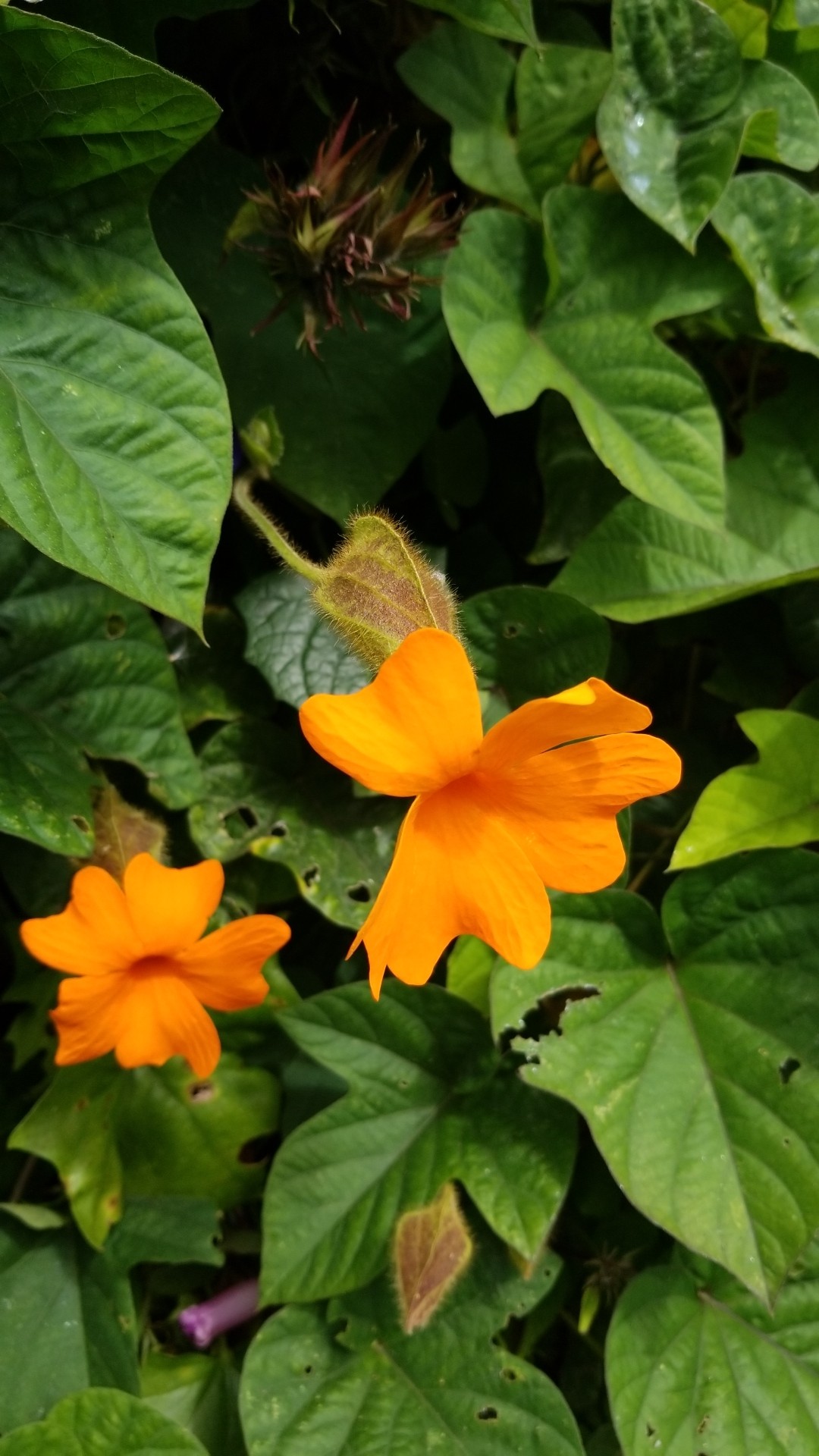 Raphiocarpus Care (Watering, Fertilize, Pruning, Propagation) - PictureThis