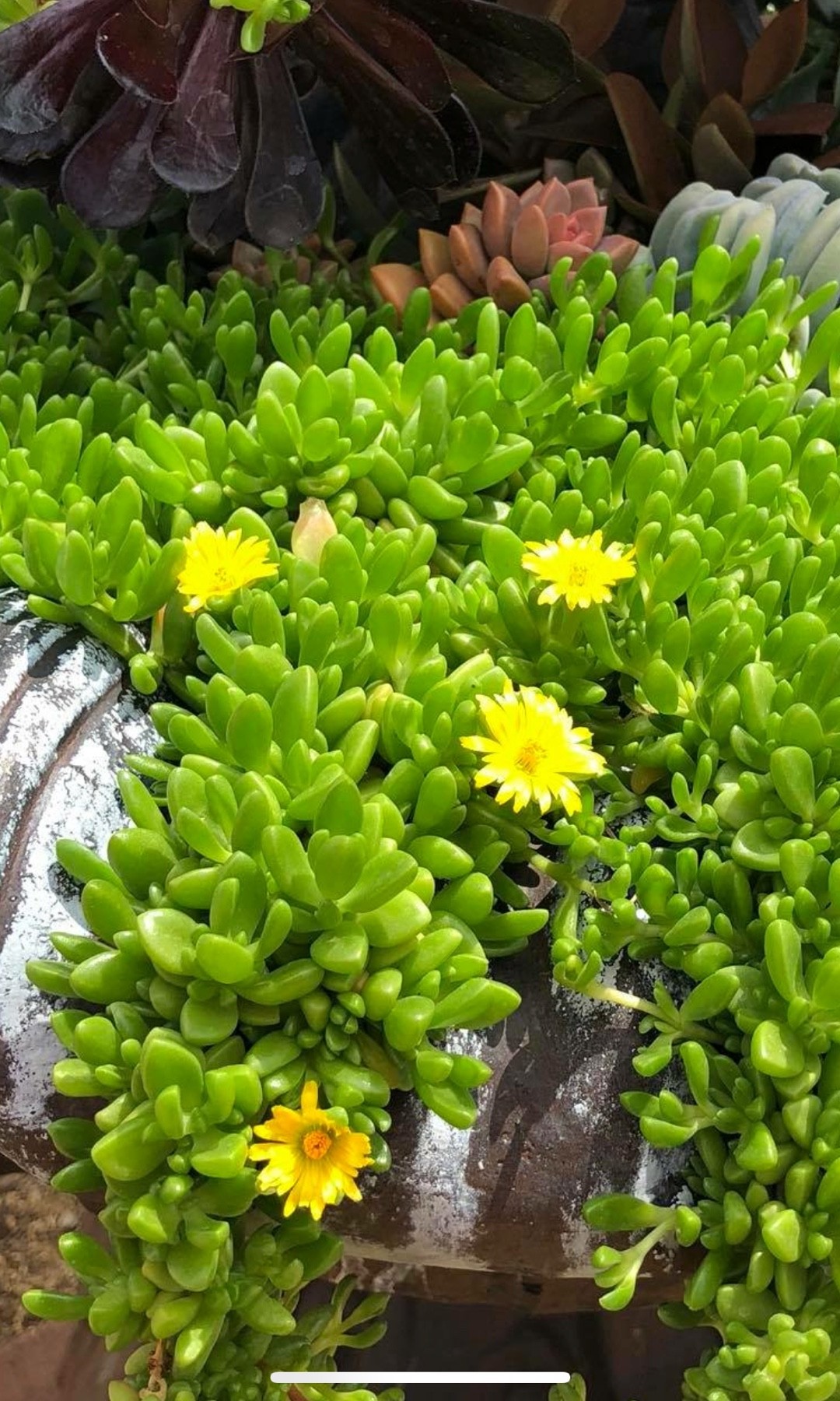 Little pickles (Crassothonna capensis) Flower, Leaf, Care, Uses ...