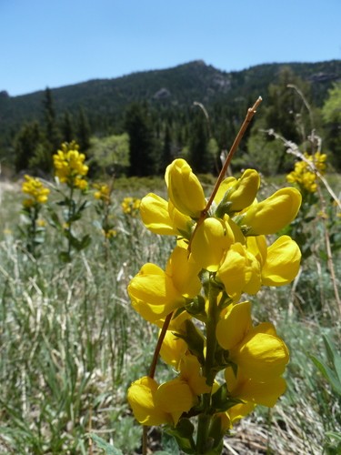 Prairie thermopsis (Thermopsis rhombifolia) Flower, Leaf, Care, Uses ...
