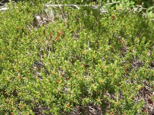 Corema conradii - PictureThis