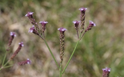 Verbena incompta - PictureThis