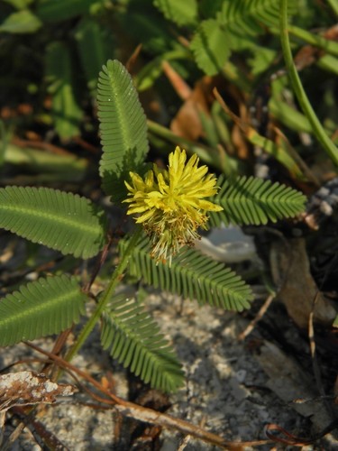Neptunia pubescens - PictureThis
