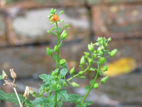 Mask flower Care (Watering, Fertilize, Pruning, Propagation) - PictureThis