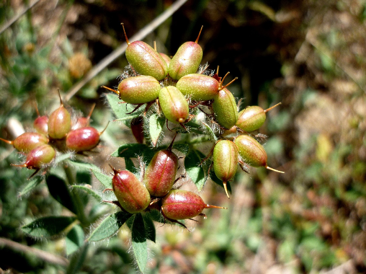Bocha (Dorycnium hirsutum) - PictureThis
