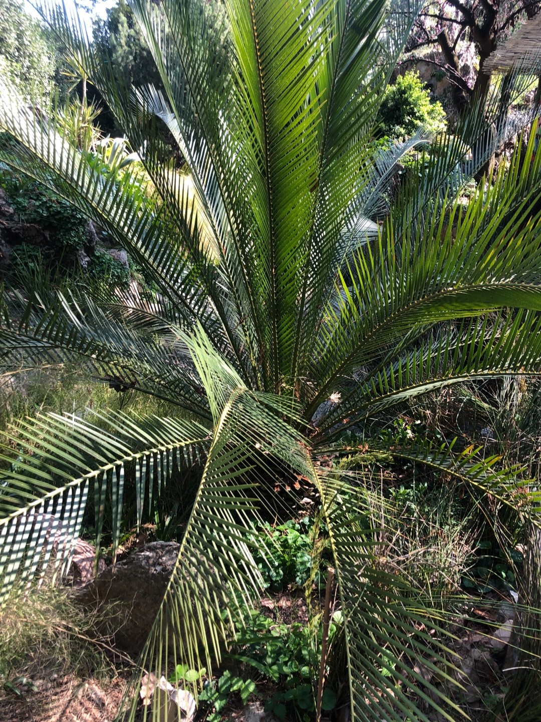 Macrozamia moorei - PictureThis