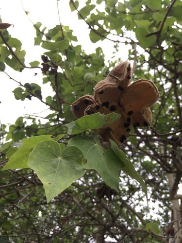 Small-leaved star-chestnut (Sterculia rogersii) Flower, Leaf, Care ...