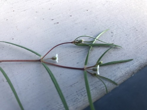 Chiricahua mountain sandmat (Euphorbia florida) Flower, Leaf, Care ...