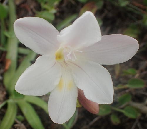 Freesia leichtlinii subsp. alba - PictureThis